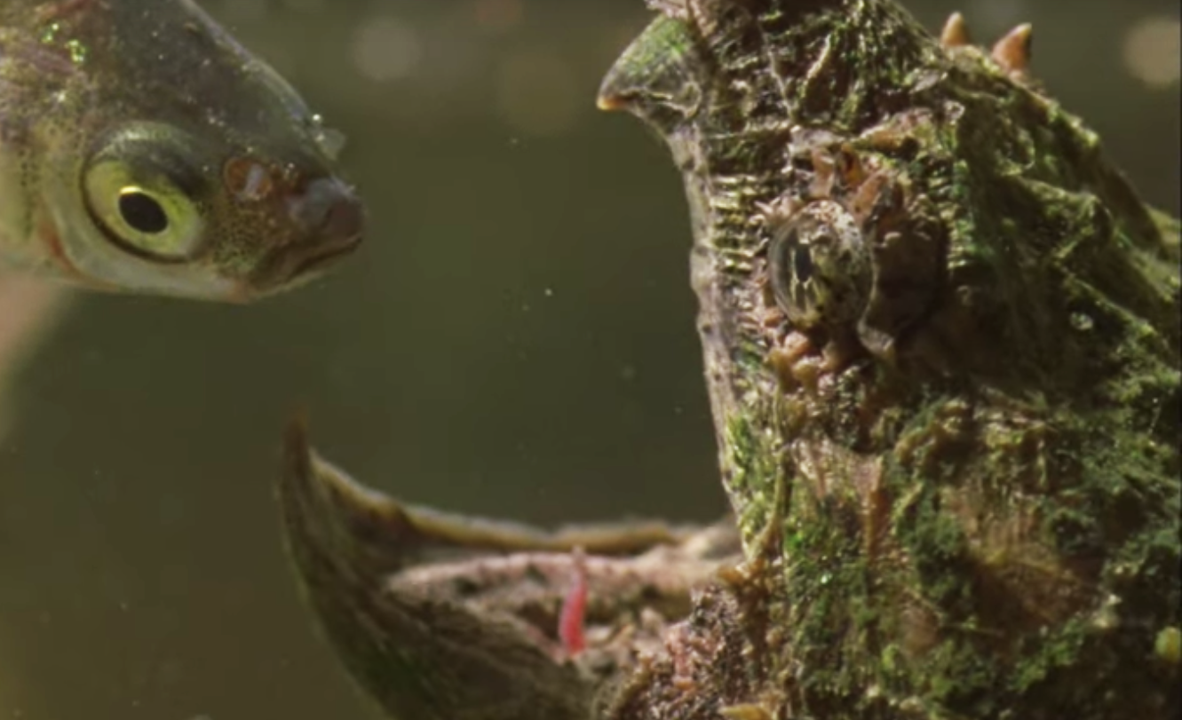 Snapping Turtles Have One Hell of a Bite - Animalogic
