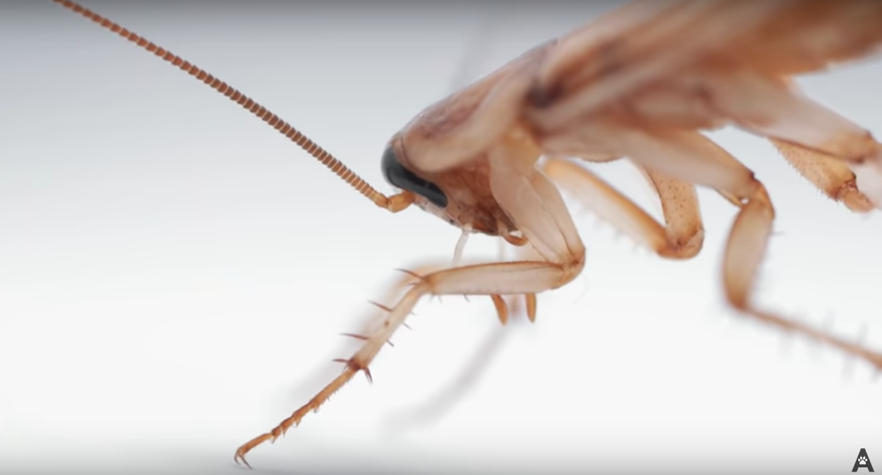 Cockroaches Can Go In Your Ears - Animalogic
