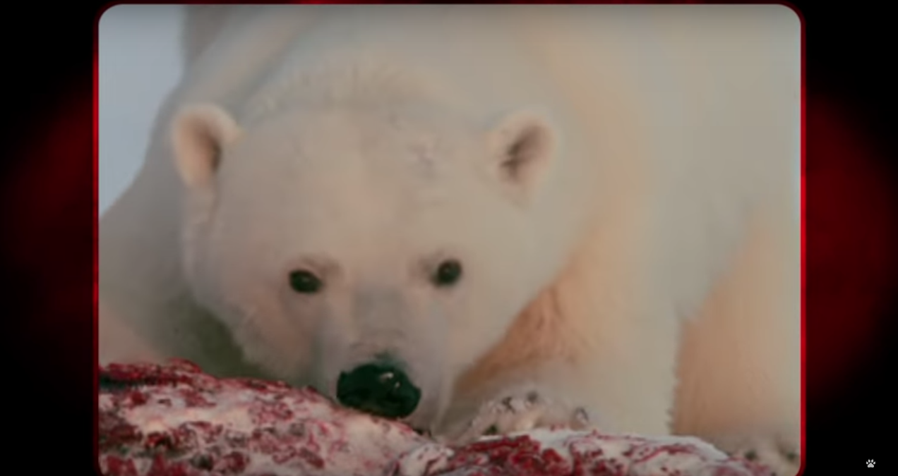 Cannibalism: These Animals Eat Their Own Kind - Animalogic