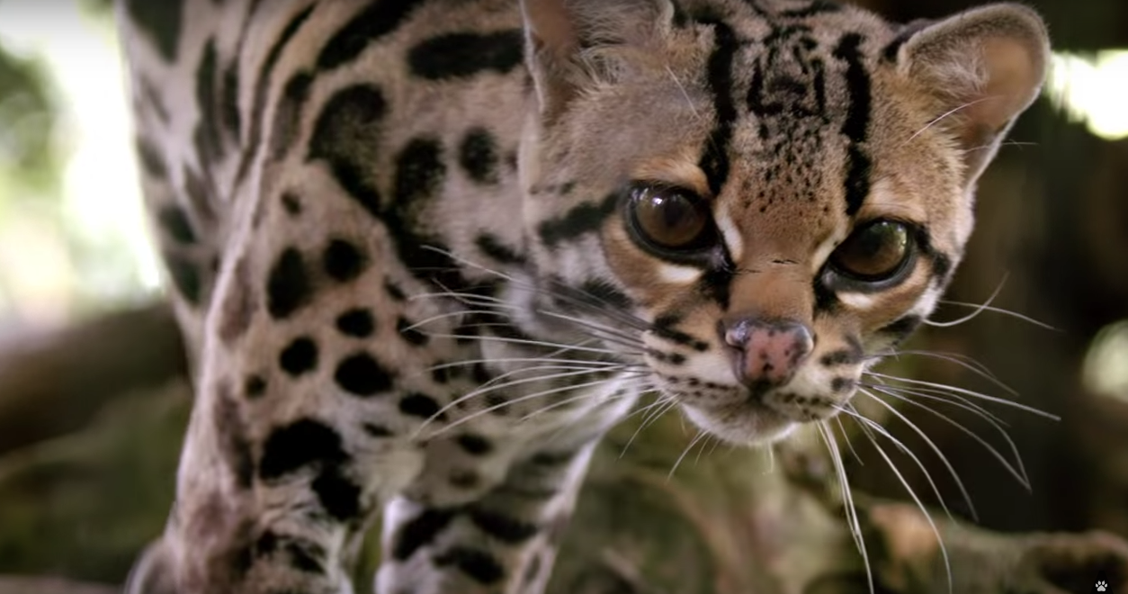 Small Cats Unknown - Trailer - Animalogic