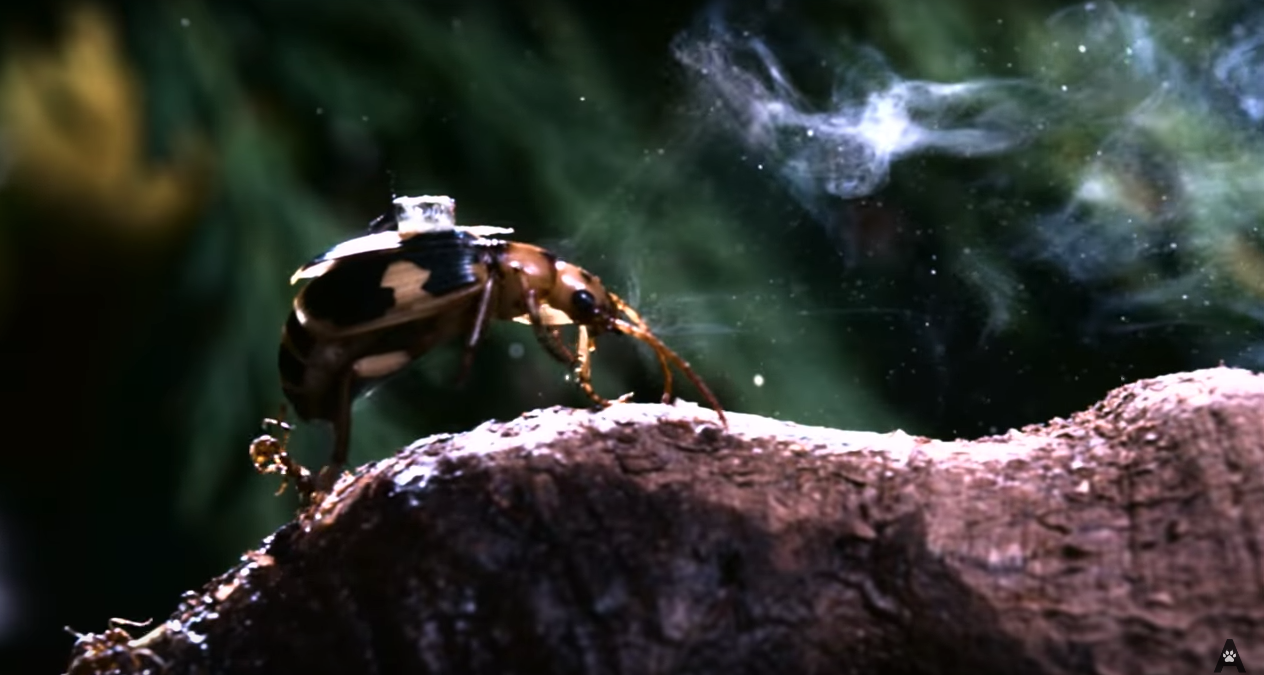 These Invertebrates Shoot Acid - Animalogic