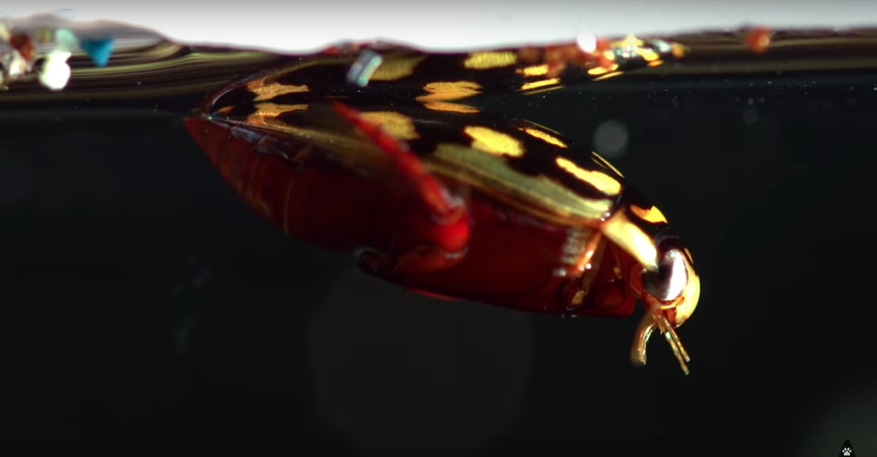 These Beetles Scuba Dive - Animalogic
