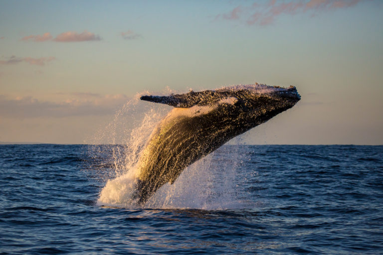 Air Breathing Animals That Live Under Water - Animalogic