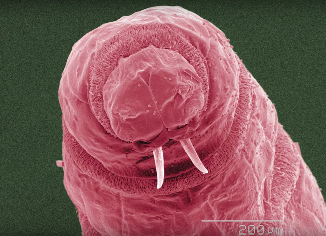 Maggots Look Like Mini Walruses - Animalogic