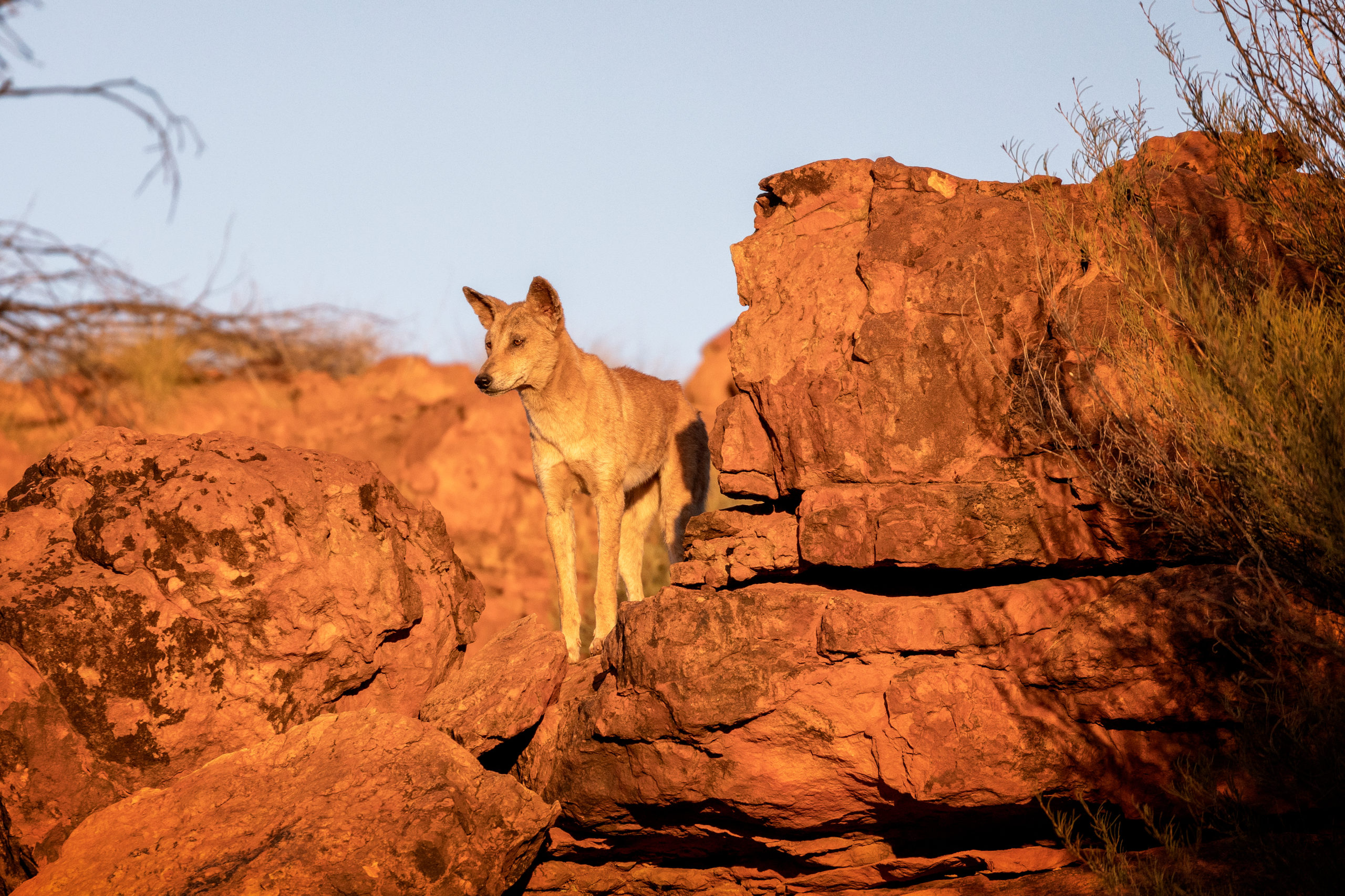 Dingo: The King of Australia - Animalogic