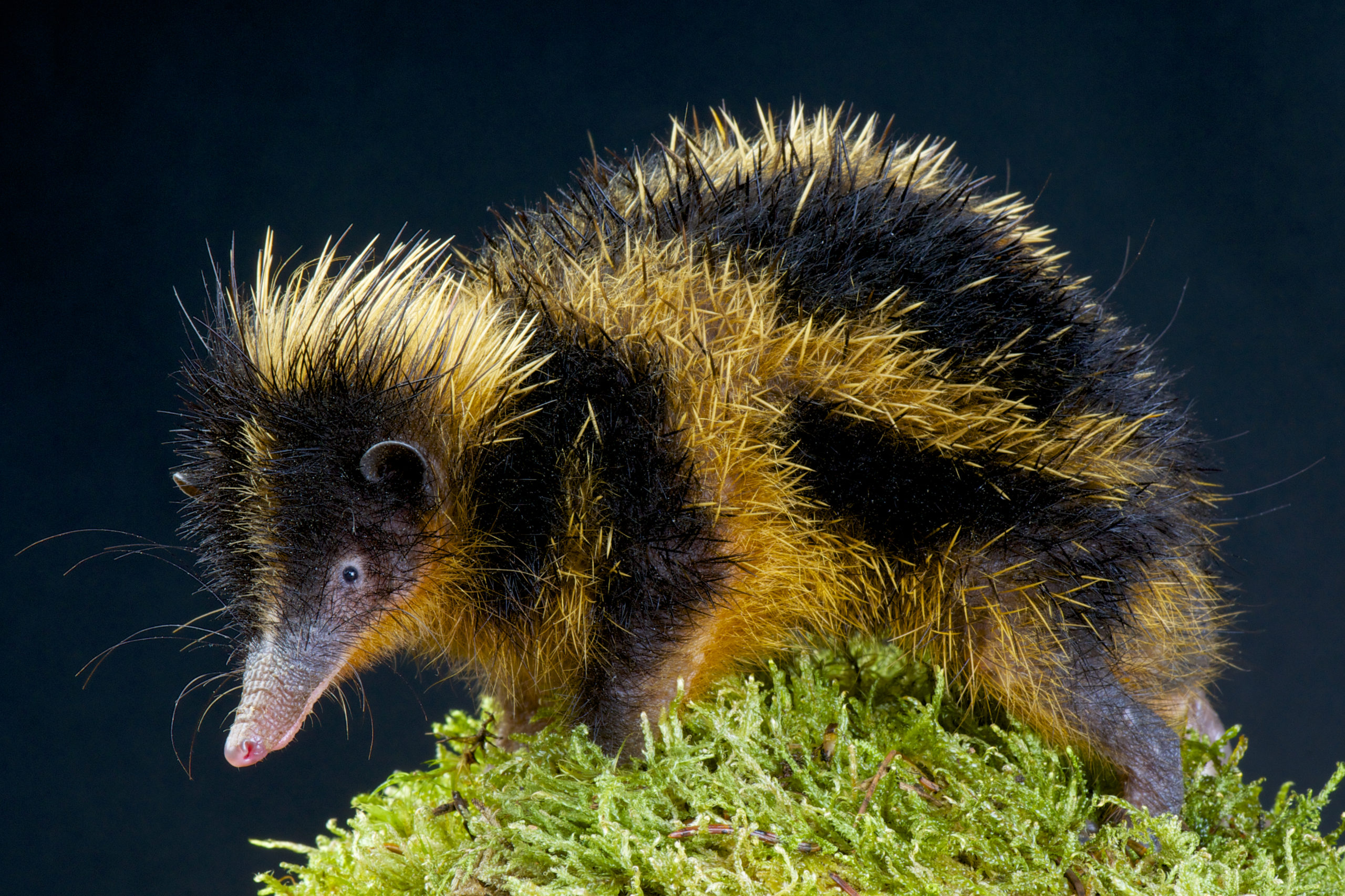 You Don't Want To Touch a Tenrec - Animalogic