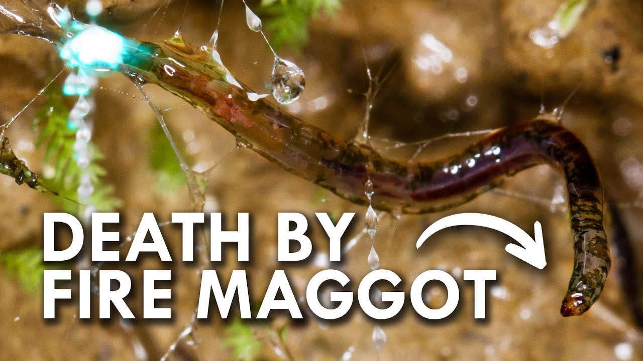 Glow Worms: Maggots of Light - Animalogic