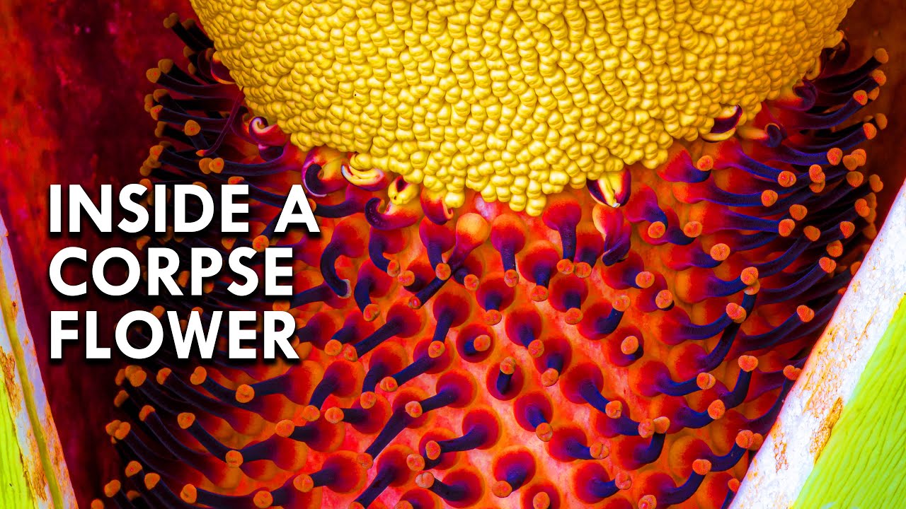 Corpse Flower: Inside The Tallest Flower In The World - Animalogic