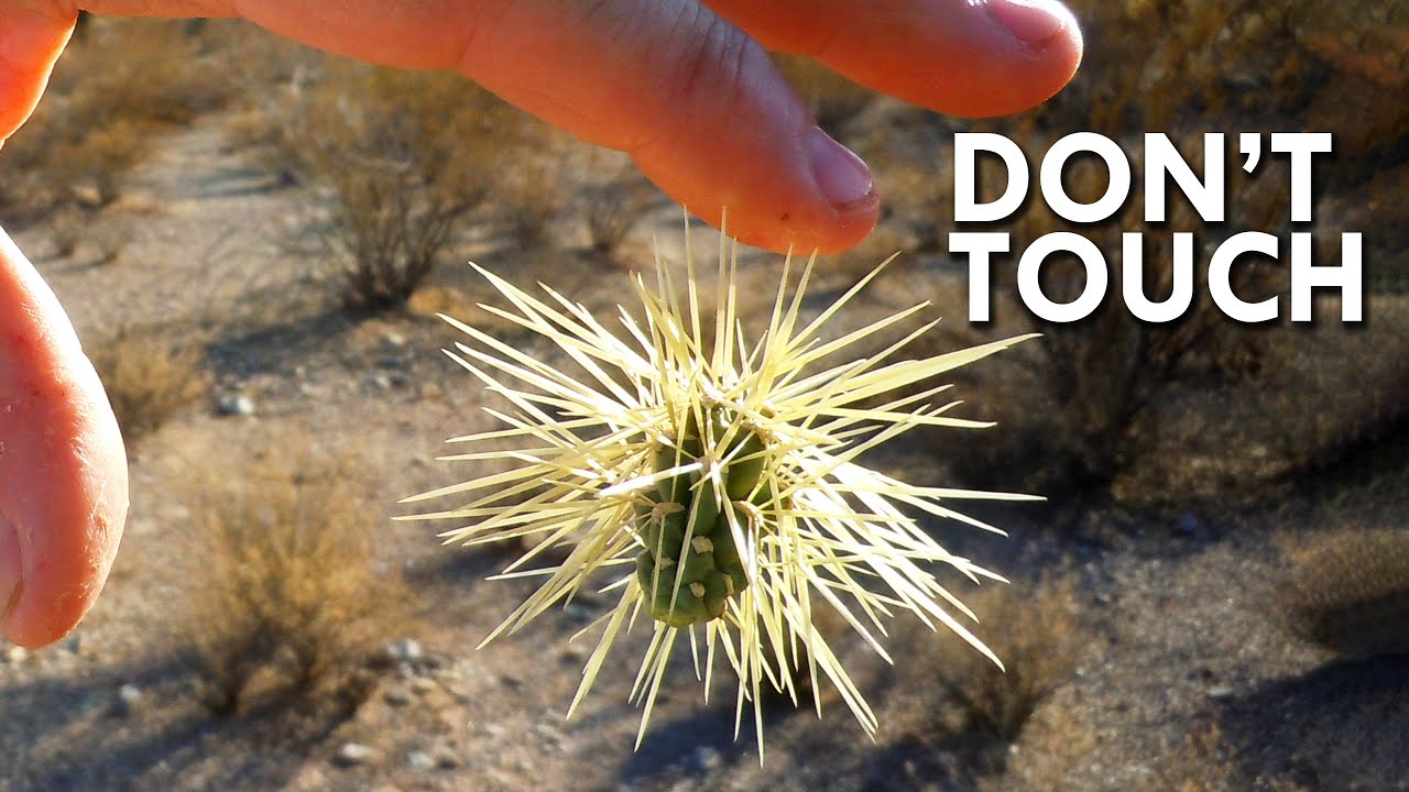 Jumping Cholla: When Cacti Attack - Animalogic
