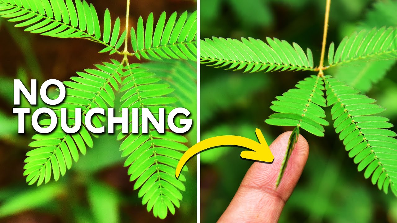Shame Plant: This Plant Is Socially Awkward - Animalogic