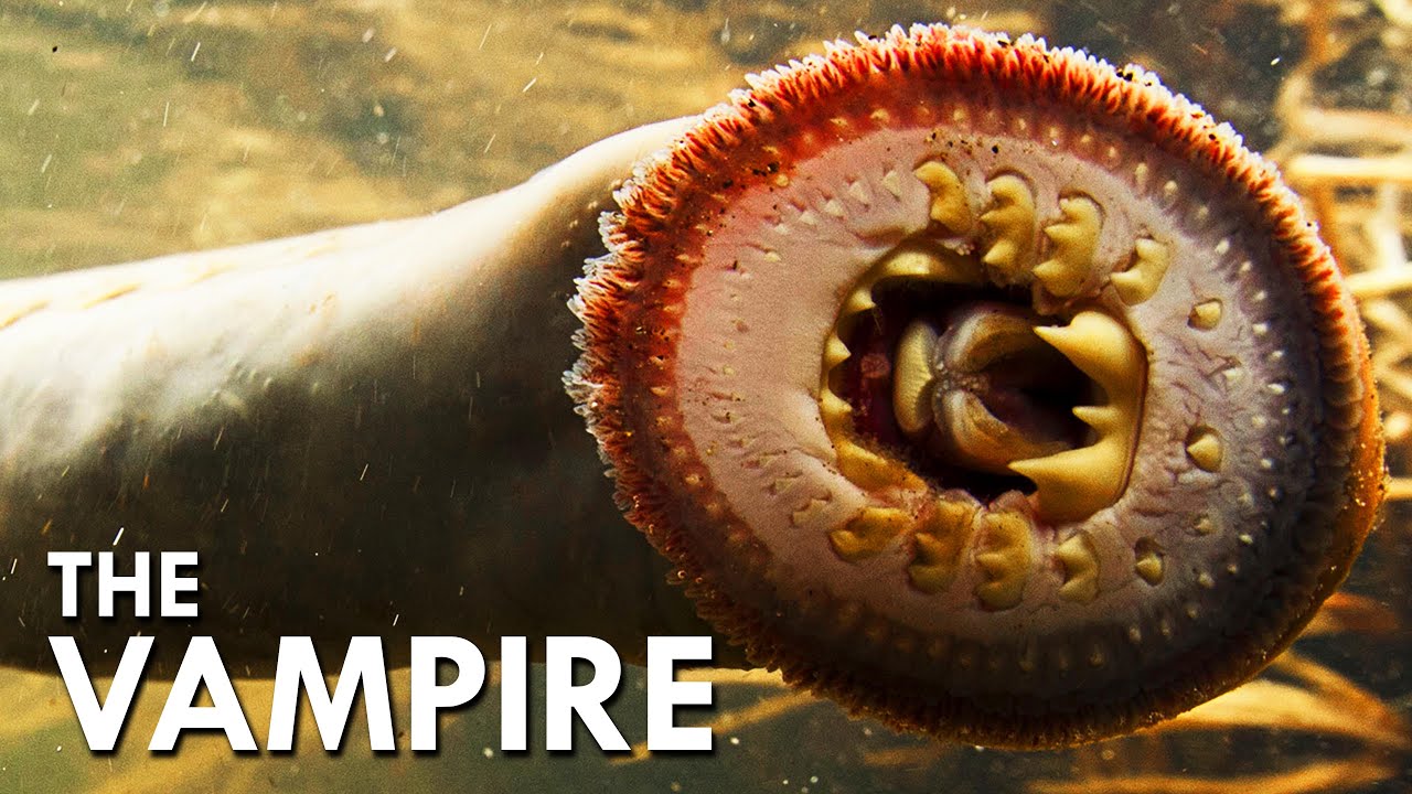 Lamprey: The Vampire Fish - Animalogic